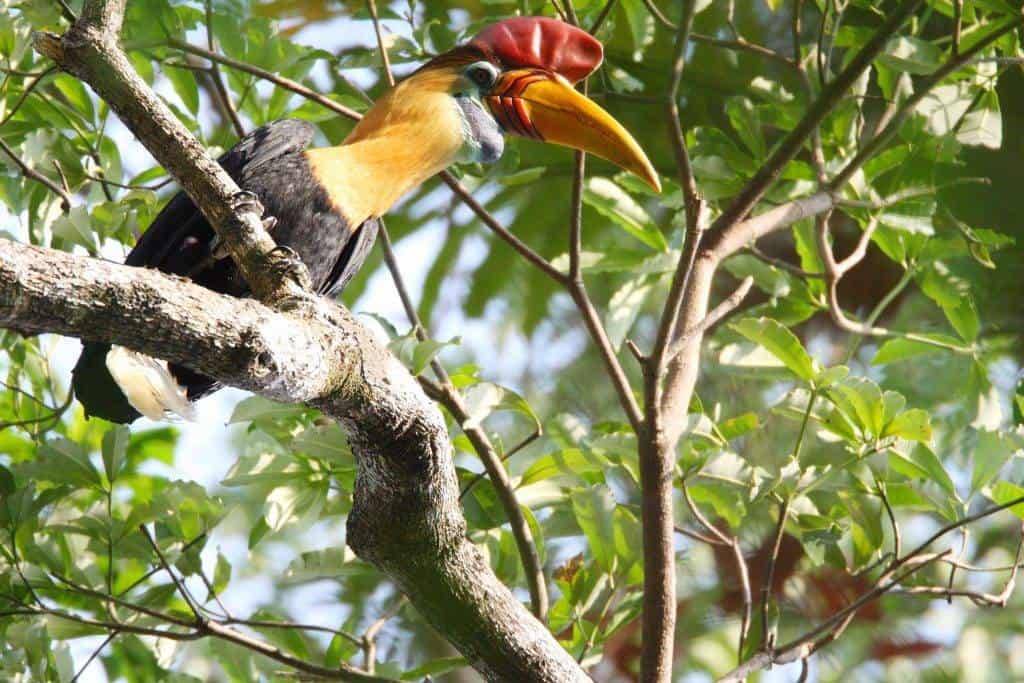 TOP 5 NATIONAL PARKS FOR WILDLIFE IN SULAWESI - Travelmarbles